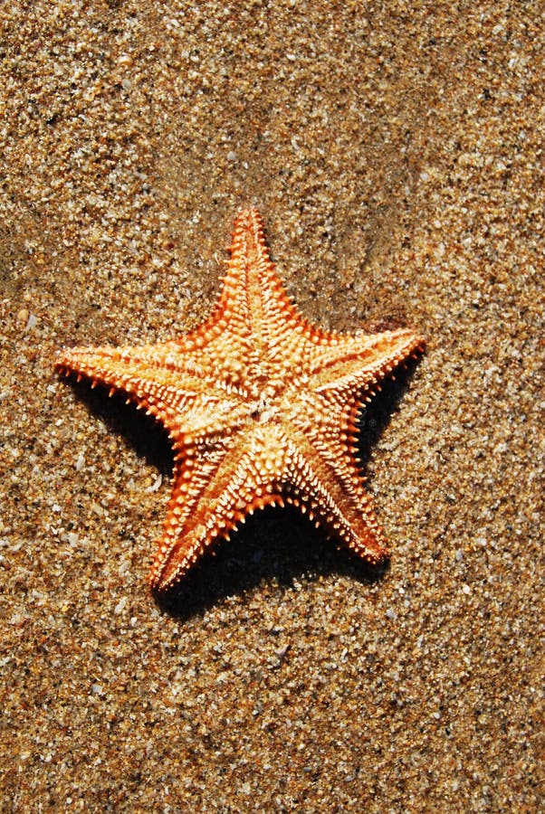 Sea Star on Rocks stock image. Image of shore, caribbean - 2590019