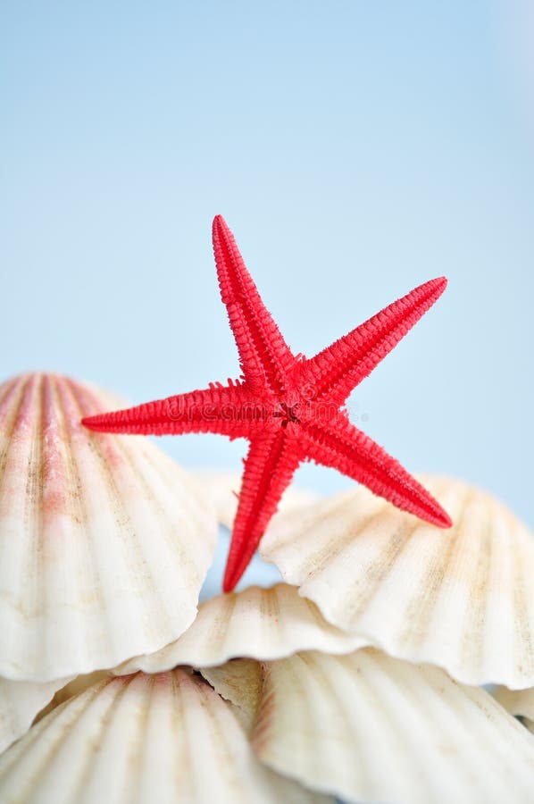Seashells and starfish stock photo. Image of beauty, closeup - 22747422
