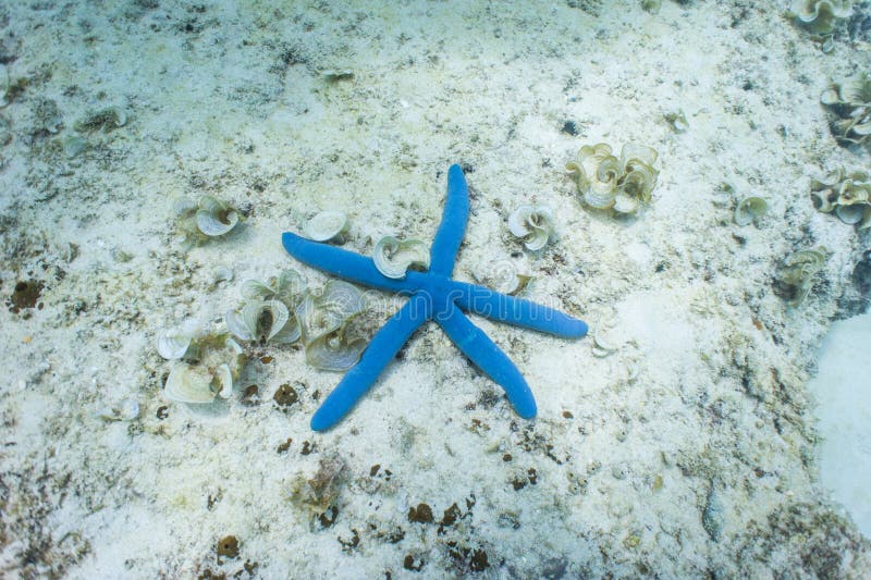 Sea star stock photo. Image of palawan, dive, vacation - 29202304