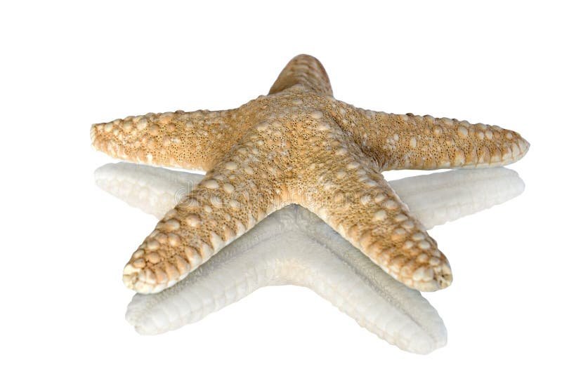Sea star stock photo. Image of star, coral, seashell, crustacean - 4667894