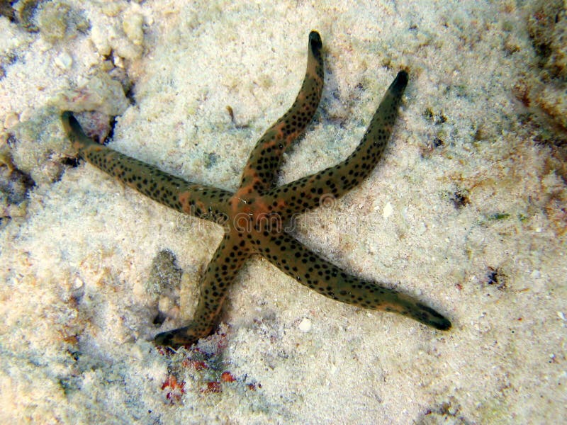 Sea Star stock photo. Image of marina, multifora, reef - 4680094