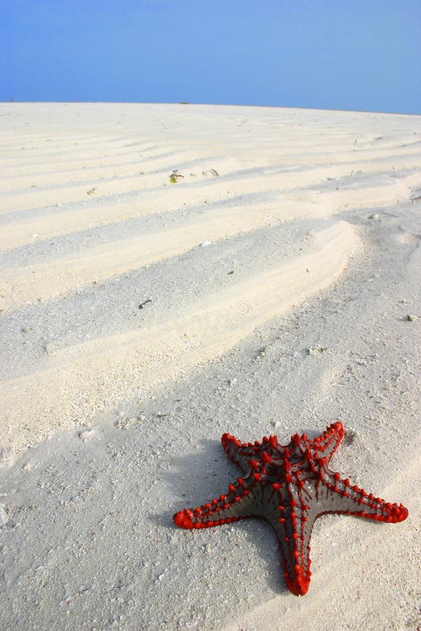 Sea star stock photo. Image of color, colourful, zanzibar - 520406