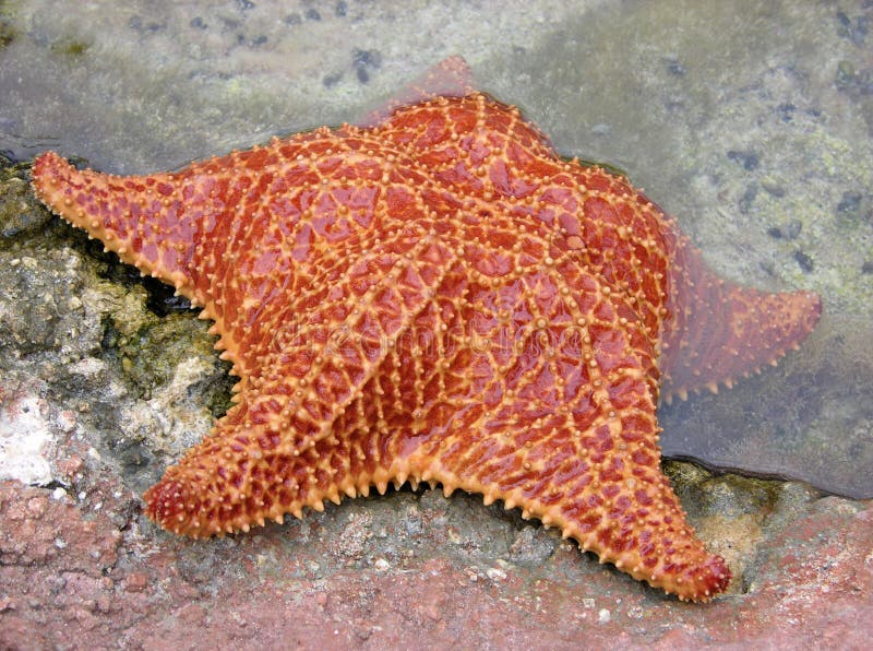 The Sea Star stock photo. Image of aquarium, star, bahamas - 5606950
