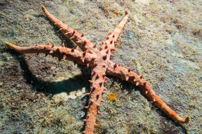 Sea star on the bottom stock image. Image of live, nature - 132945165