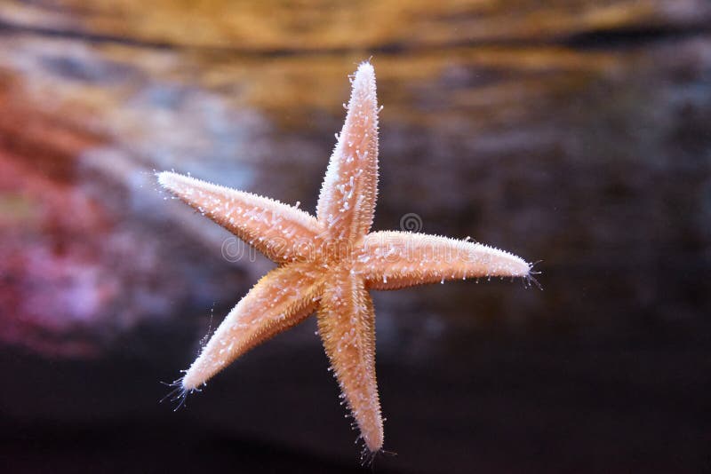 A Sea Star stock image. Image of species, water, bottom - 141291655