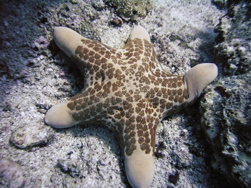 Choriaster Granulatus Starfish Stock Image - Image of underwater, tour ...