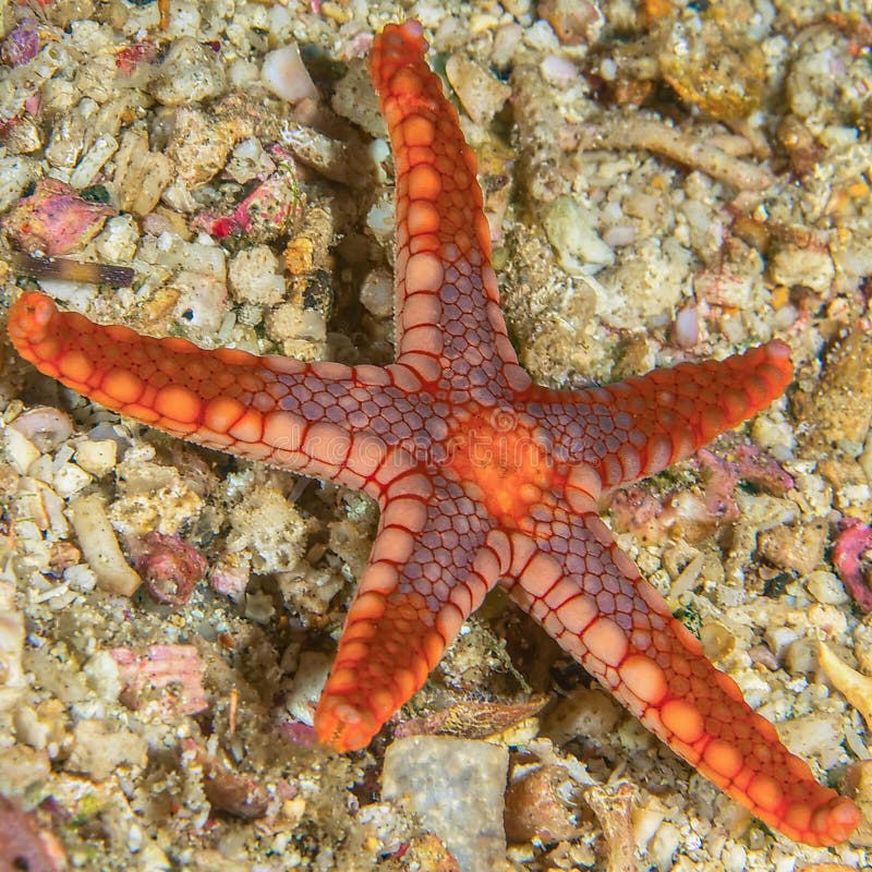 Sea star stock image. Image of color, colorful, closeup - 97137467