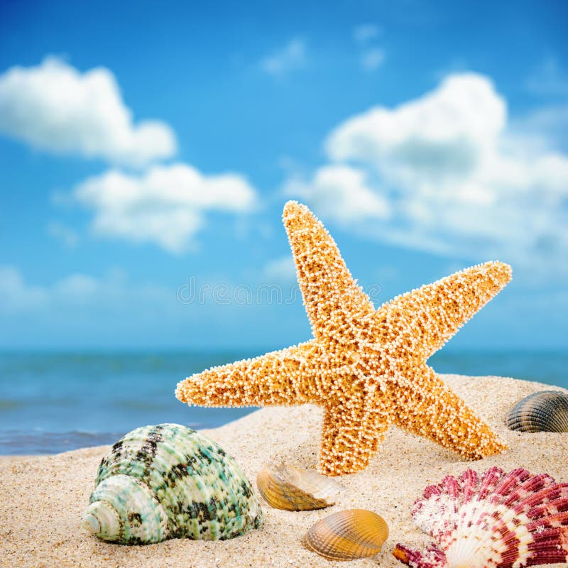 Starfish and Seashells stock image. Image of orange, sunrise - 2675901