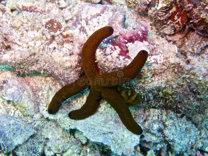 Sea star on coral reef stock photo. Image of beautiful - 28389552