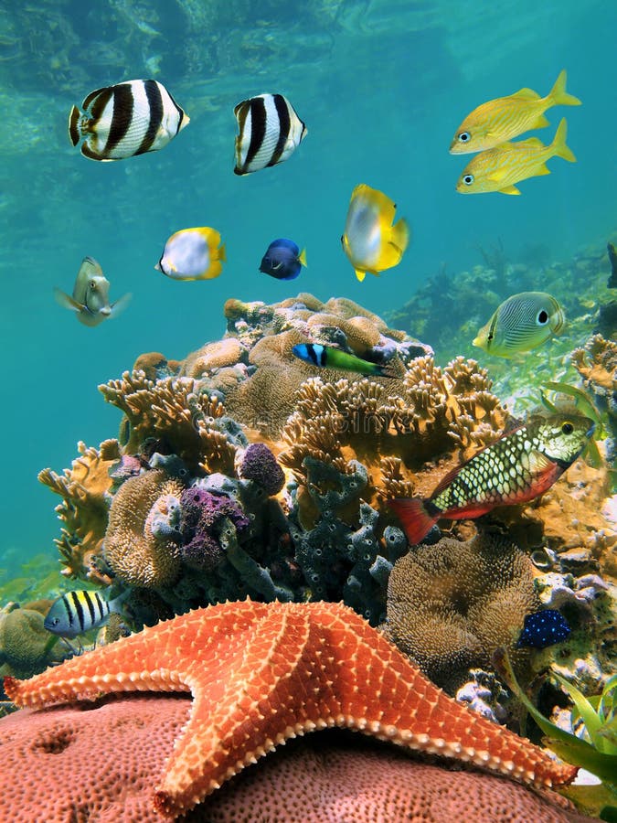 Sea-star and fish stock image. Image of bahamas, fish - 22713553