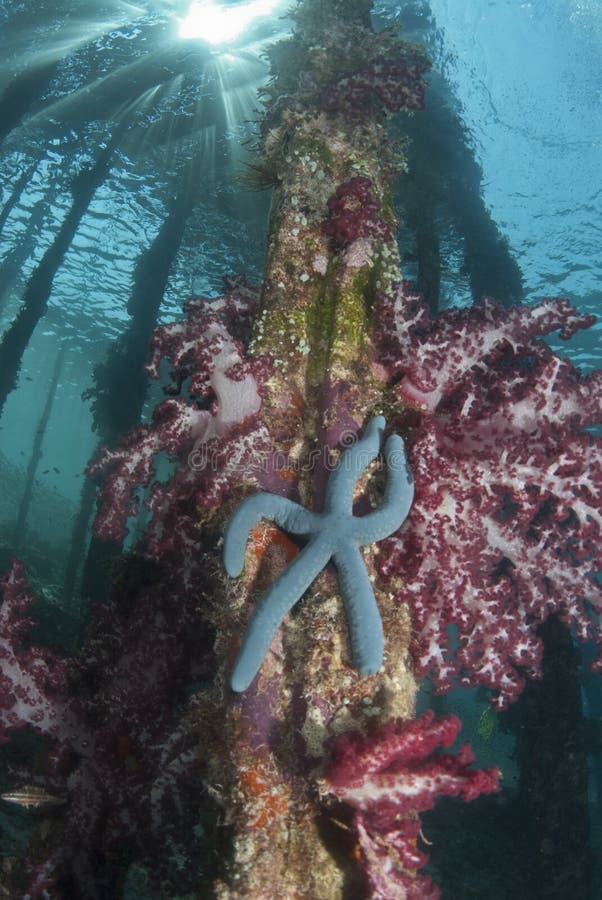 Sea star growing on pillar stock photo. Image of ocean - 23360626