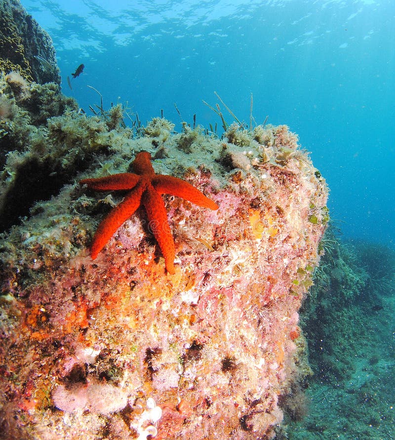 Sea star landscape stock photo. Image of biology, star - 51403676