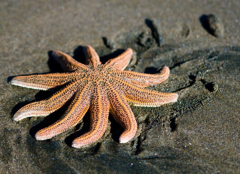 Starfish On The Beach Starfish & Shells, West Coast Beach, New Zealand