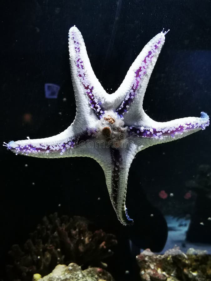 Sea star in the salt water stock photo. Image of biology - 275714730