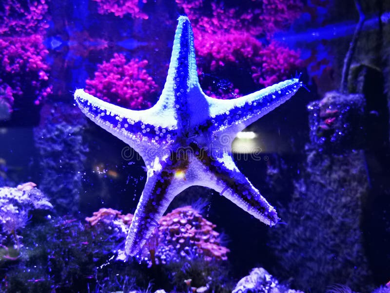 Sea star in the salt water stock image. Image of marine - 275714731