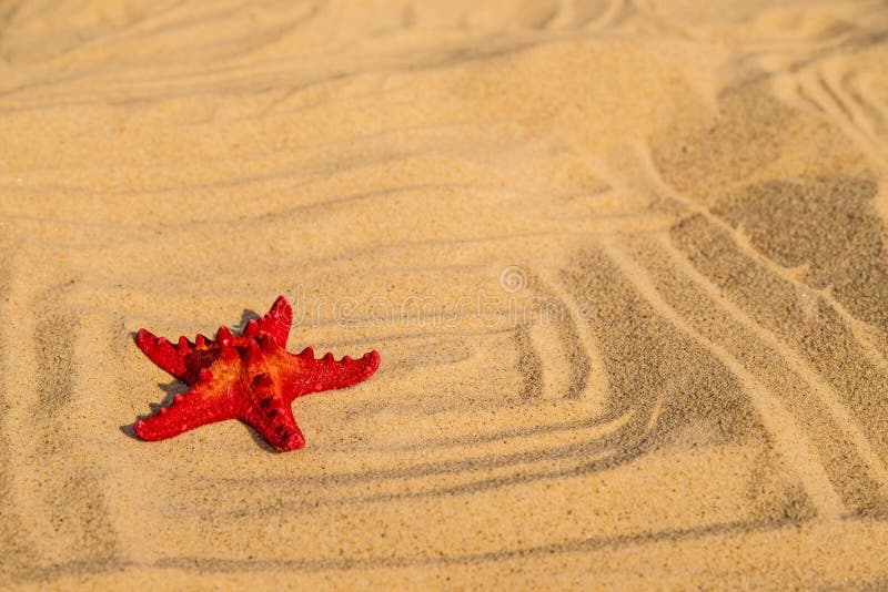 Sea star on a sandy beach stock image. Image of fish - 117385377