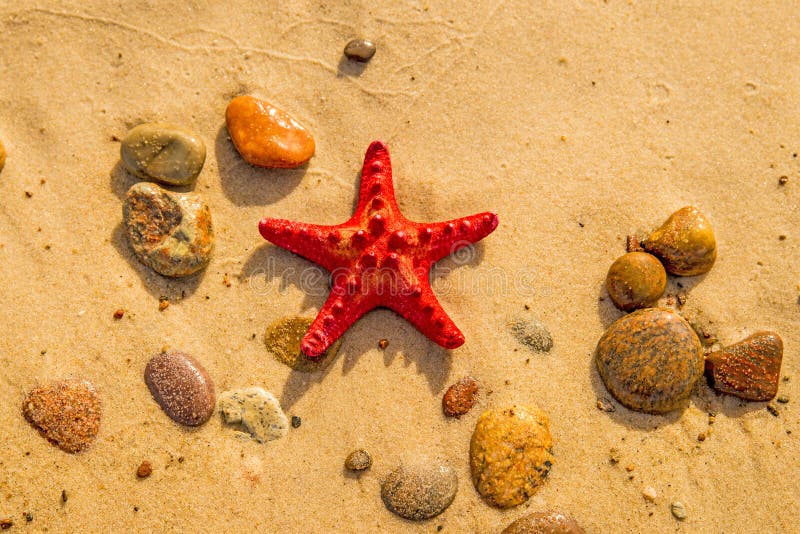 Sea star on a sandy beach stock photo. Image of summer - 116885770