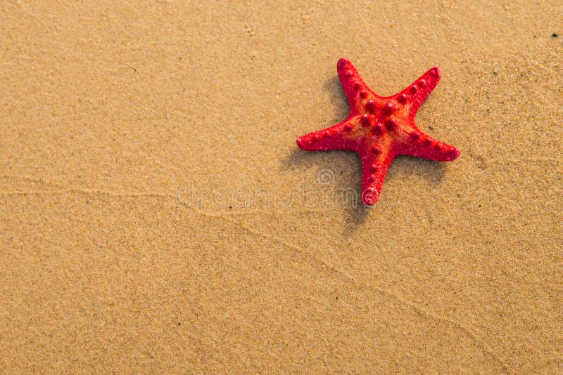 Sea star on a sandy beach stock photo. Image of ocean - 116885914