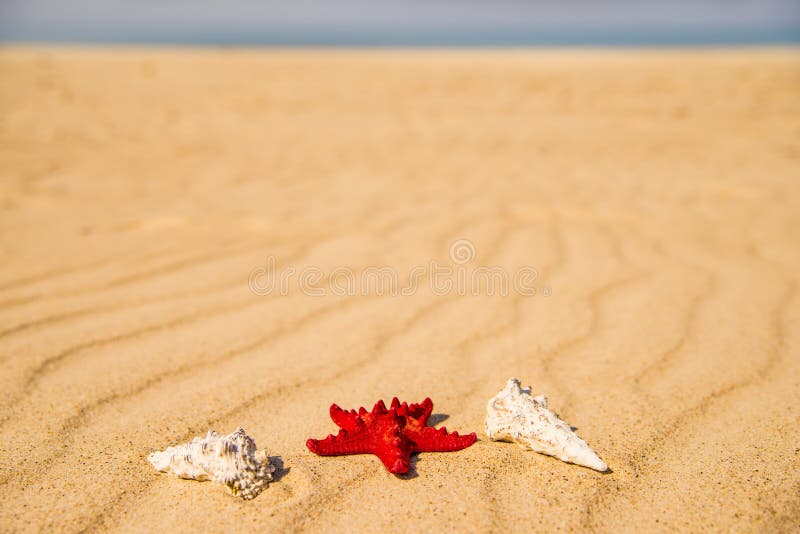 Sea star on a sandy beach stock image. Image of beach - 117385417