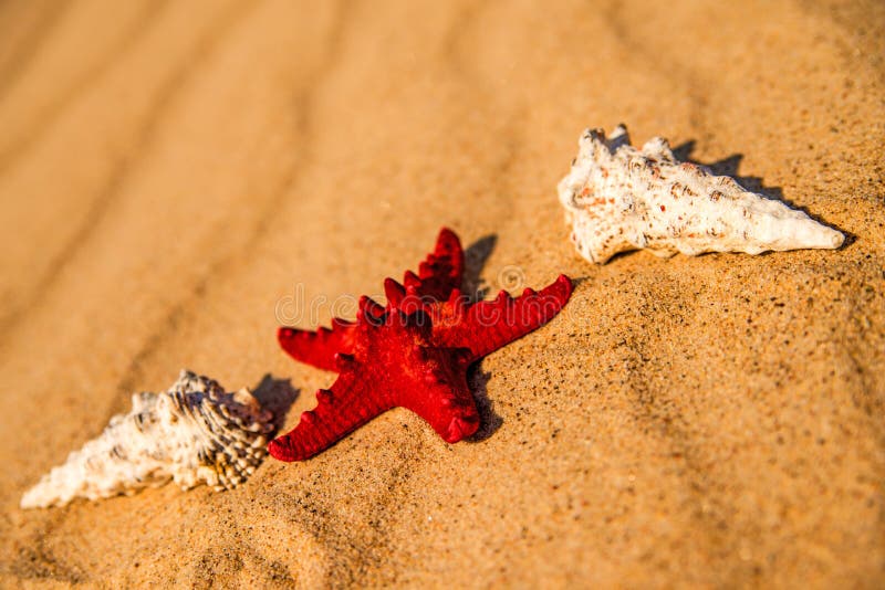 Sea star on a sandy beach stock image. Image of tropical - 119394891