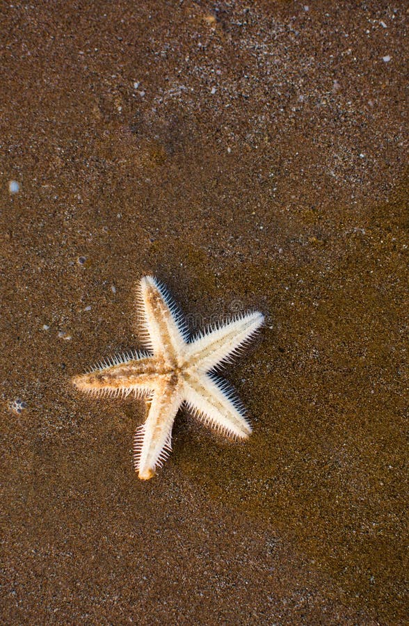 Orange Splash of Candid stock photo. Image of focus - 143415096