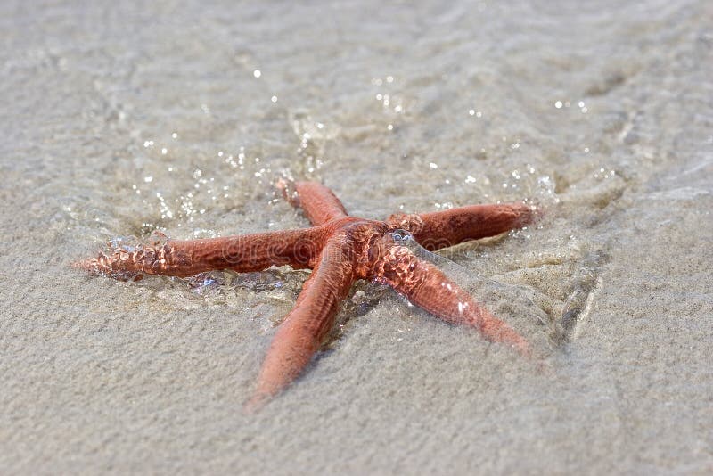 Sea star at the sea stock photo. Image of blue, sand, echinoderm - 5271166