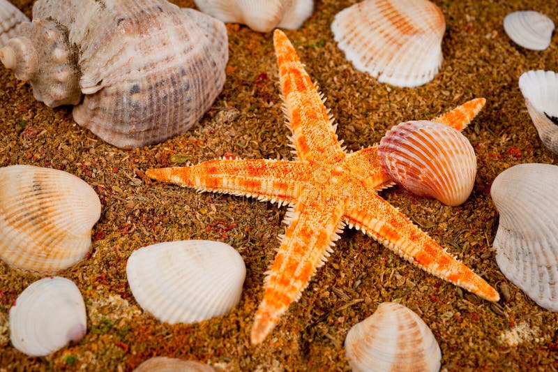 Sea Star and Seashells of Different Color and Size Shot Close-up Stock ...