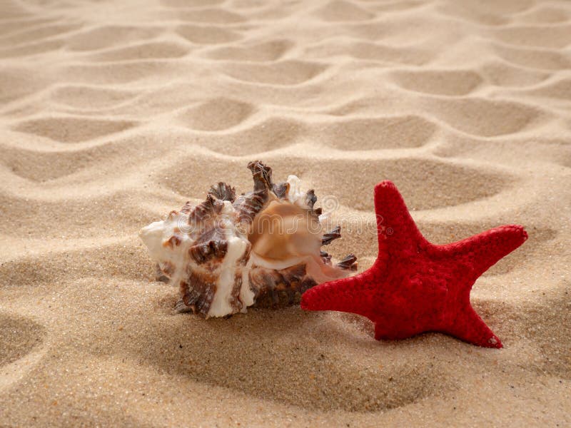 Sea Star and Shell Lie on the Sand. the Concept of Rest, Sea, Travel ...