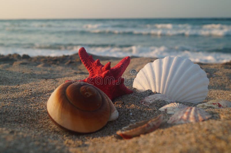 Sea star and shell stock image. Image of reflection, flow - 32493135