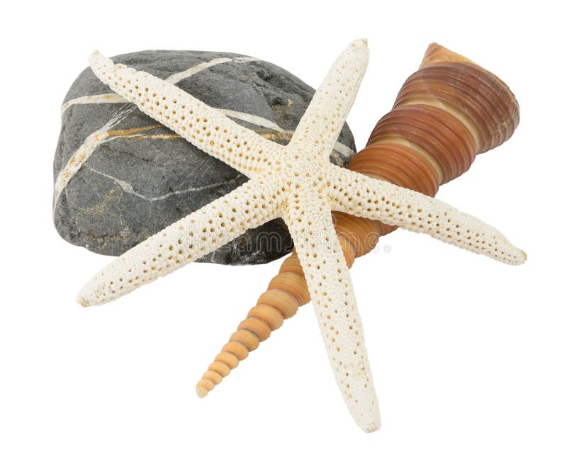 Sea Star and Shell on Stone Stock Photo - Image of stone, star: 40356578