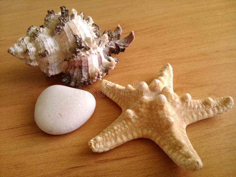 Sea Star Shell and White Pebble Stock Image - Image of shell, pebble ...