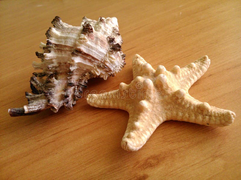 Sea Star Shell and White Pebble Stock Photo - Image of pebble, table ...
