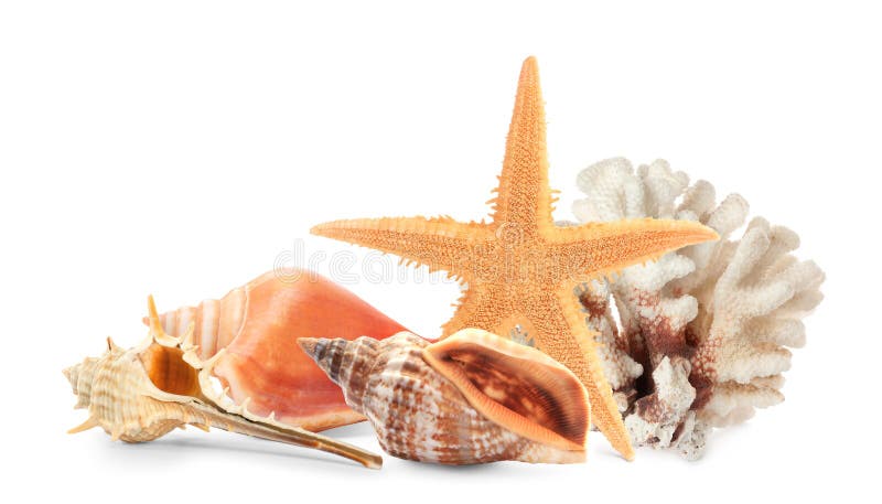 Sea Star, Shells and Coral Isolated on White Stock Photo - Image of ...