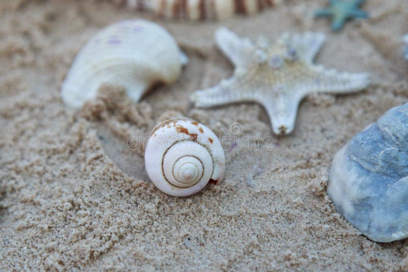 Sea Star and Sea Shells Laying on Top of the Sand at the Beach Stock ...