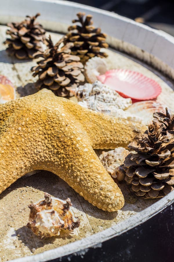Sea Star Shells and Pine Cones in a Dish Stock Image - Image of life ...