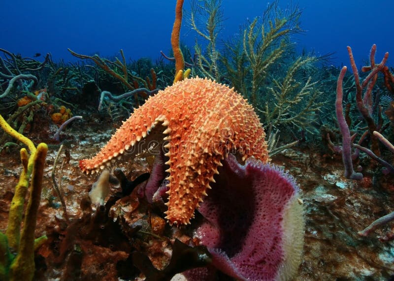 Sea Star and Sponge - Cozumel, Mexico Stock Photo - Image of echinoderm ...