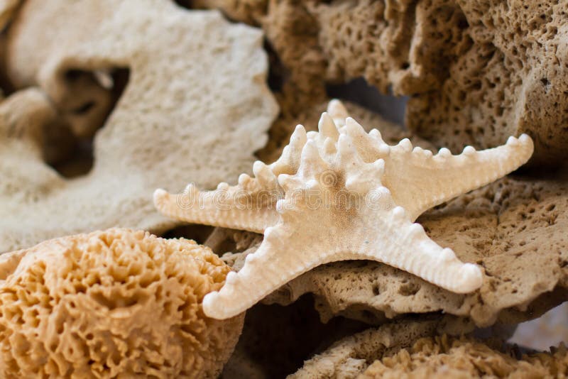 Sea star and sponges stock photo. Image of aquatic, sponge - 85229562