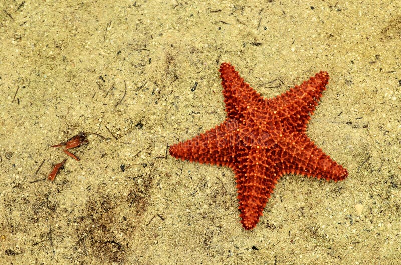 Starfish on sand stock image. Image of orange, star, asteroidea - 29715529