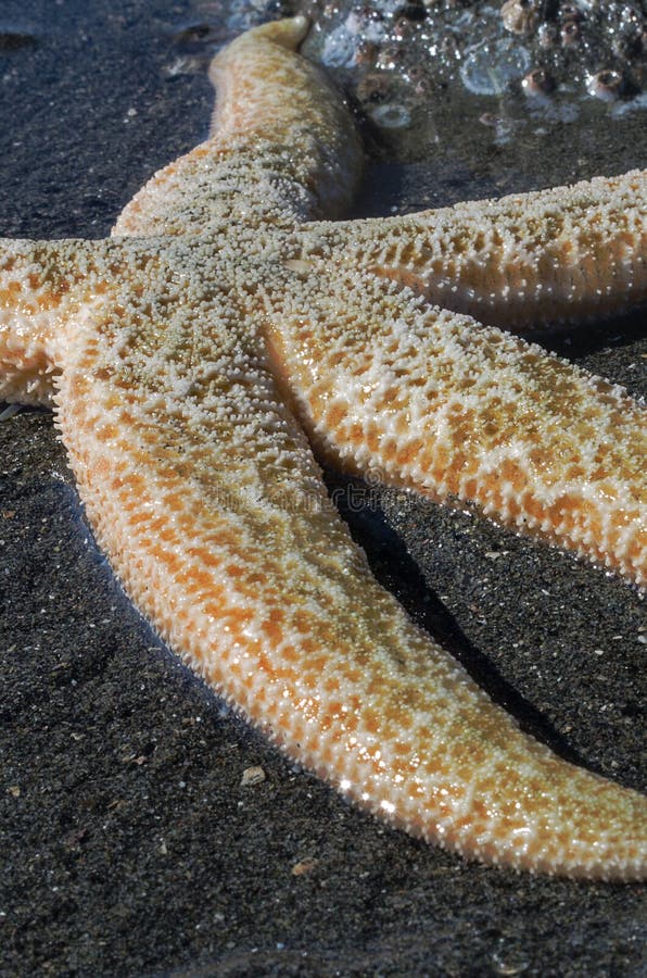 Sea Star Stretch stock photo. Image of point, coastal - 41768806
