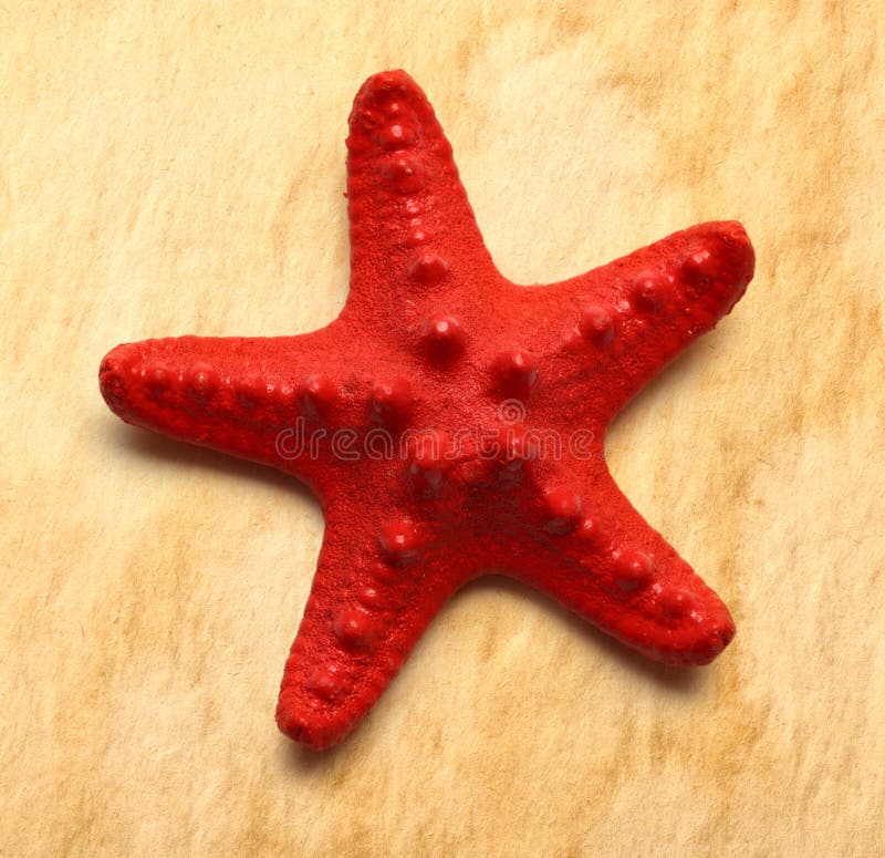 Sea star stock photo. Image of aquatic, closeup, seastar - 32986526