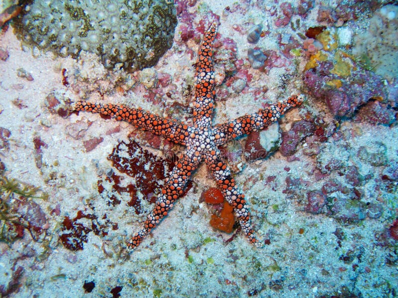 Sea star stock image. Image of island, dive, fishing - 29911847