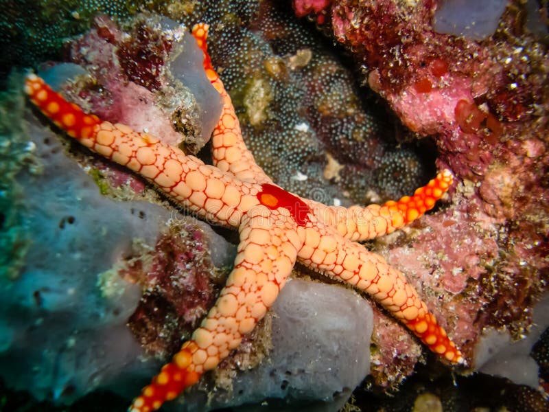 Sea star stock image. Image of mollusk, detail, seashell - 53295811