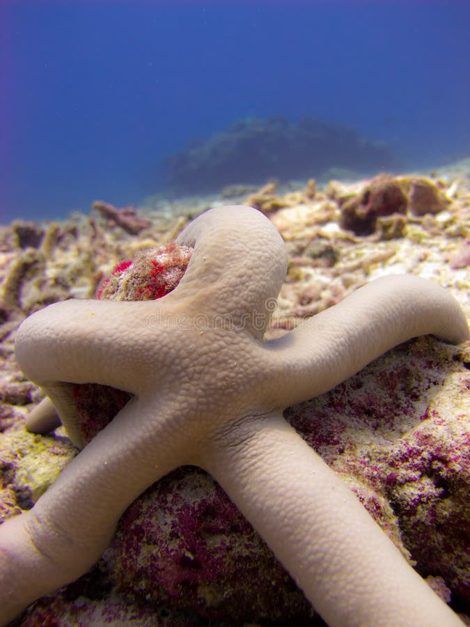 Sea star stock image. Image of reefs, islands, nature - 32055663