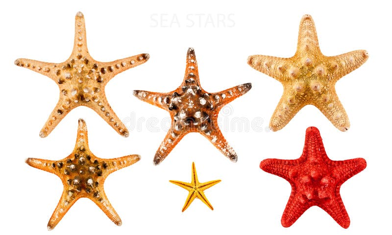 Sea stars. stock photo. Image of elements, seashore, coast - 25270288