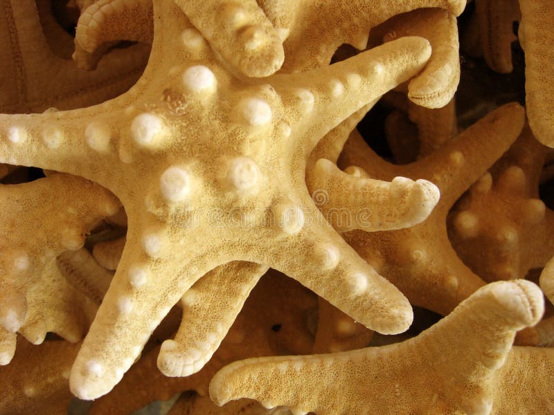 Sea stars stock image. Image of sand, nature, five, ocean - 4168385
