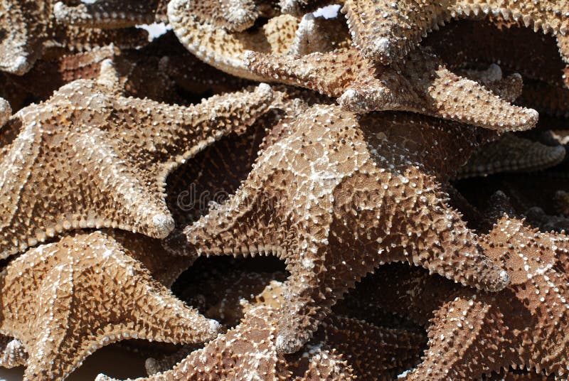 Sea Stars stock image. Image of stars, caribbean, tentacles - 5285965