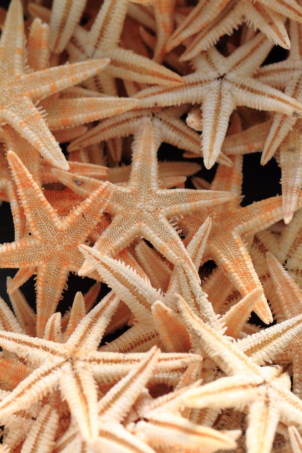 Sea stars background stock image. Image of white, shape - 47596499