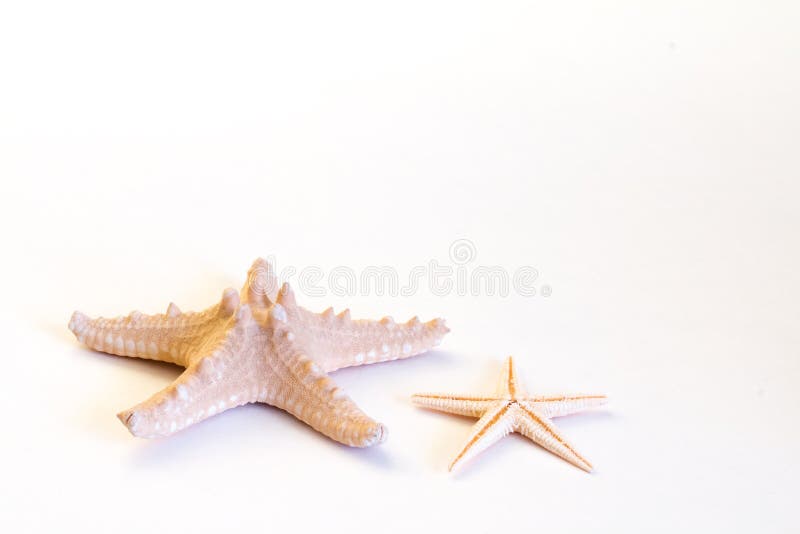 Sea Stars Isolated on White Background Stock Image - Image of starfish ...