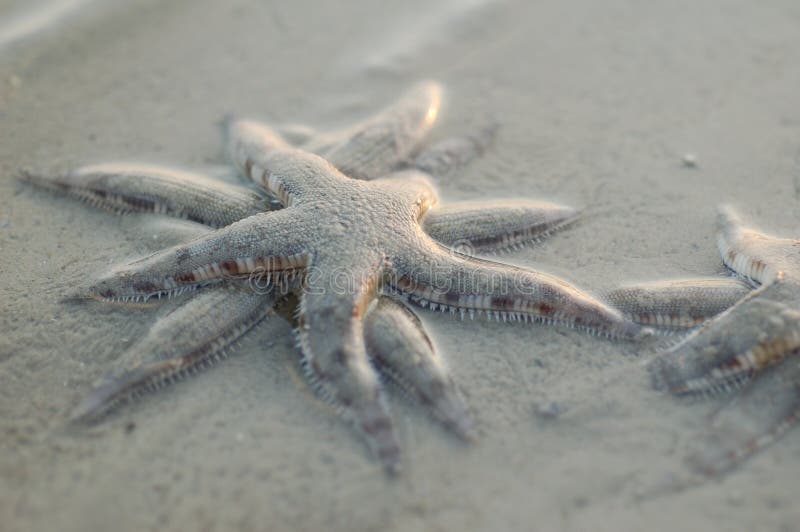 Starfish Reproduction Stock Photos - Free & Royalty-Free Stock Photos ...