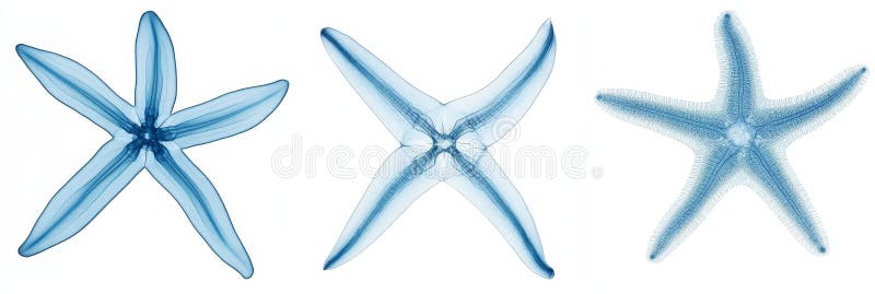 Sea Stars X-Ray Isolated on White Background Stock Photo - Image of ...